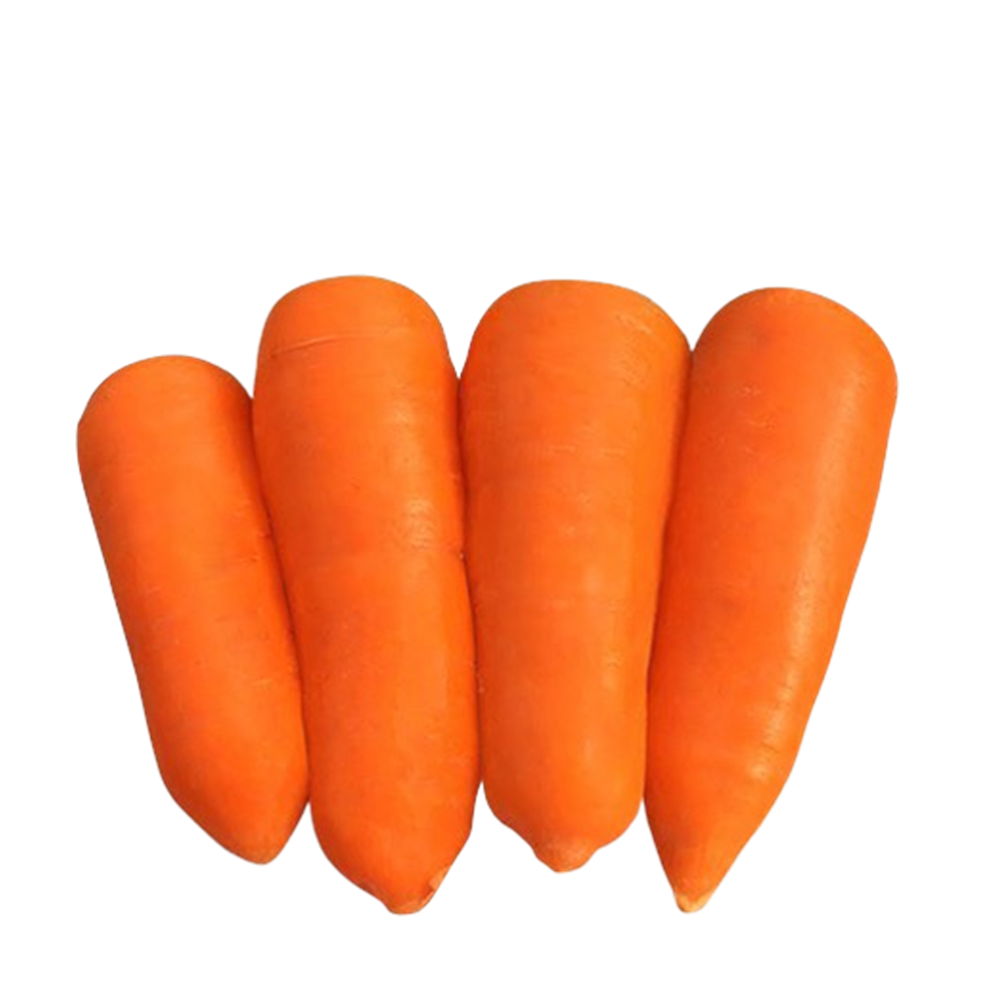 Semilla de Zanahoria Byrei F1 – Semilla Híbridas