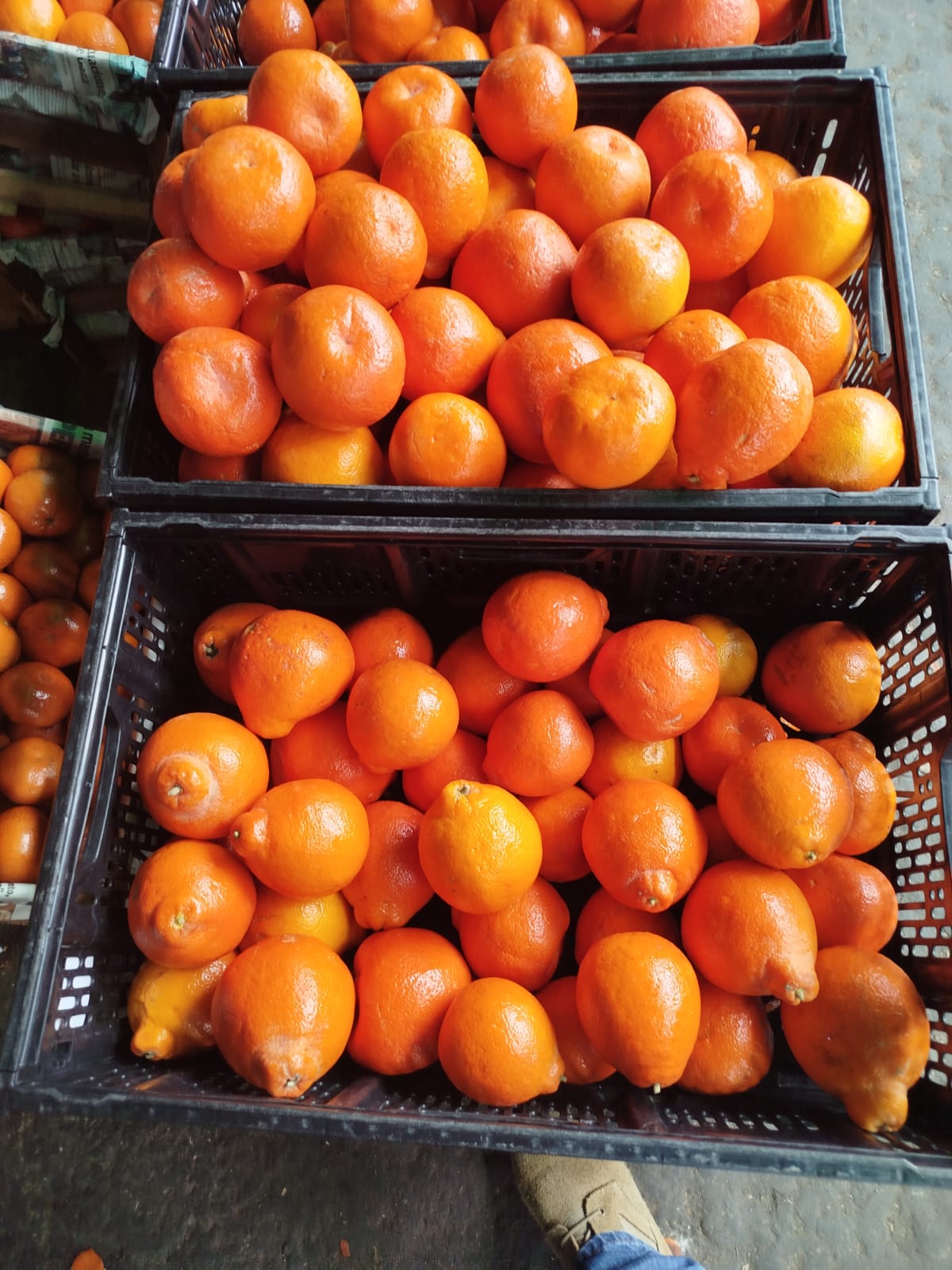 Naranja Tangelo – Semilla Híbridas