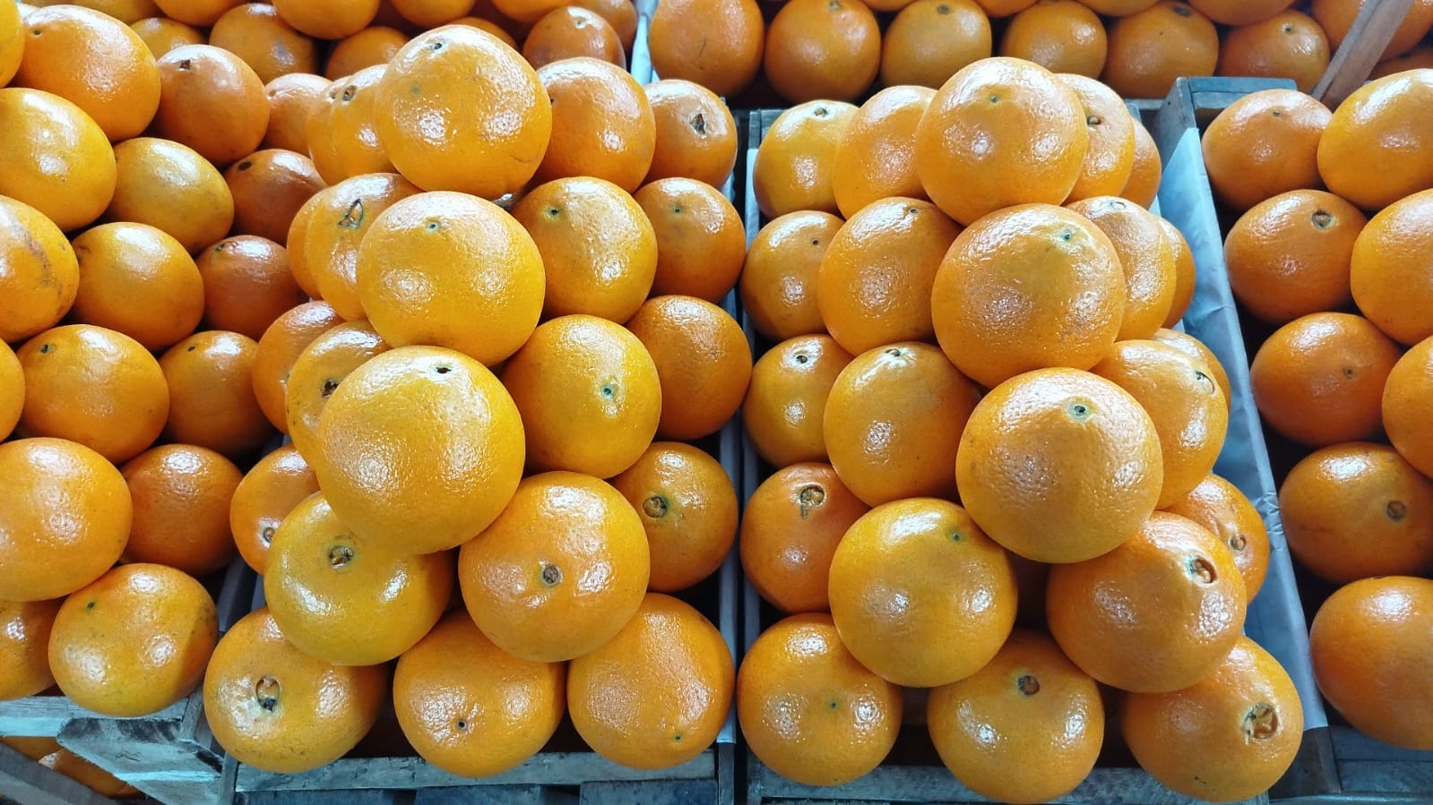 Naranja Tangelo – Semilla Híbridas